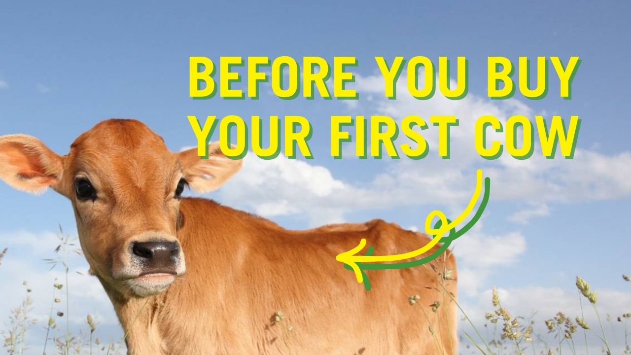 Adding a Cow to Your Homestead – Videos – Mother Earth News